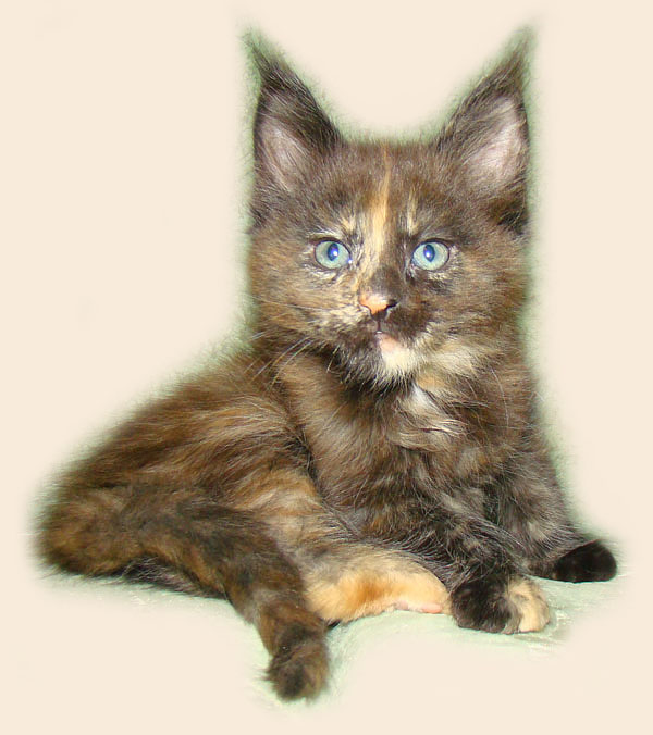 Чем кормить котенка 4 месяца мейн куна: Корм для котят мейн куна, как ...